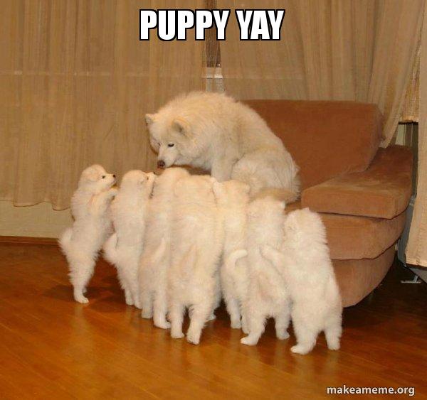 Yay Dog Memes