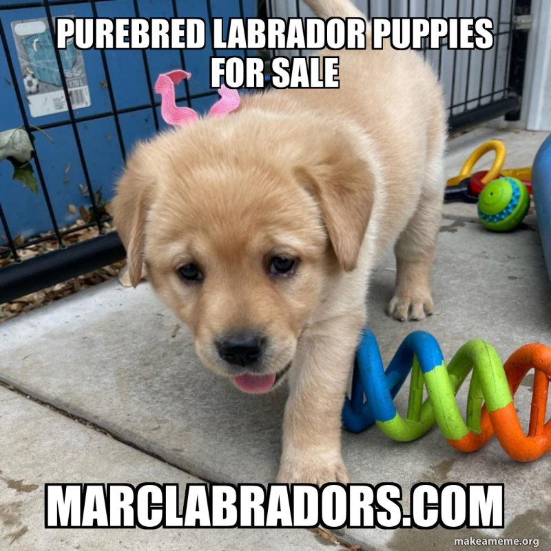 Purebred Labrador puppies for sale marclabradors.com Meme Generator