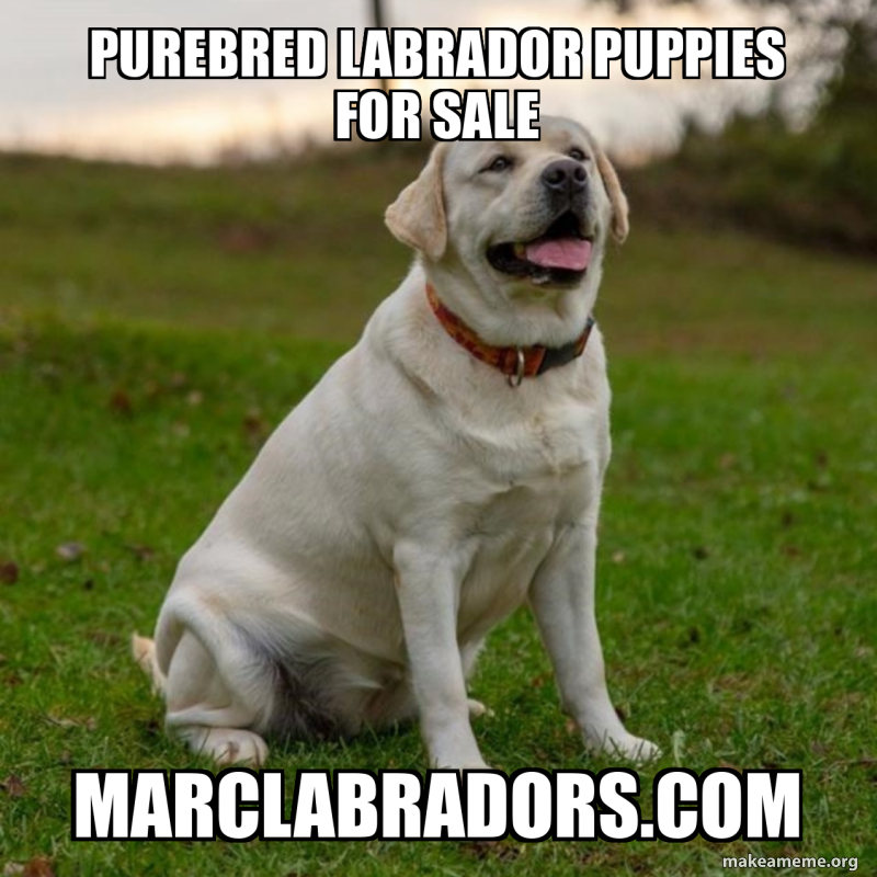 Purebred Labrador puppies for sale marclabradors.com Meme Generator