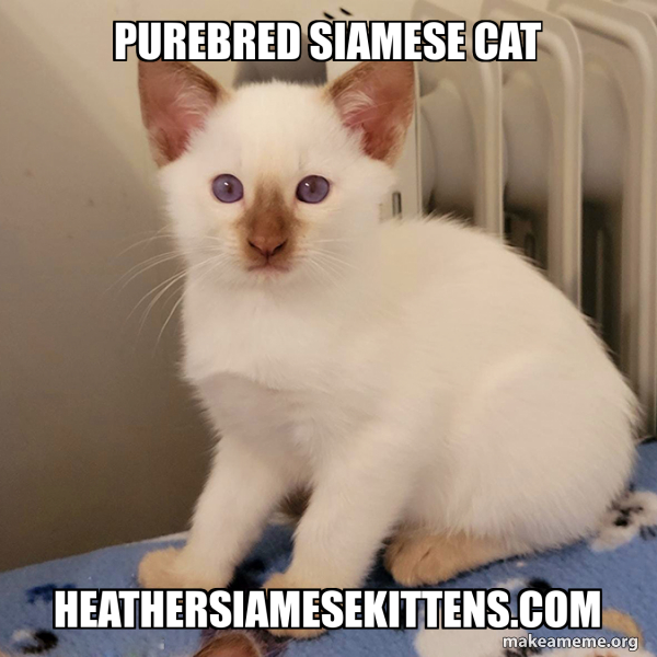 Purebred Siamese cat heathersiamesekittens.com Meme Generator