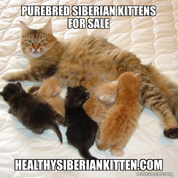 Purebred Siberian Kittens for Sale healthysiberiankitten.com Meme Generator