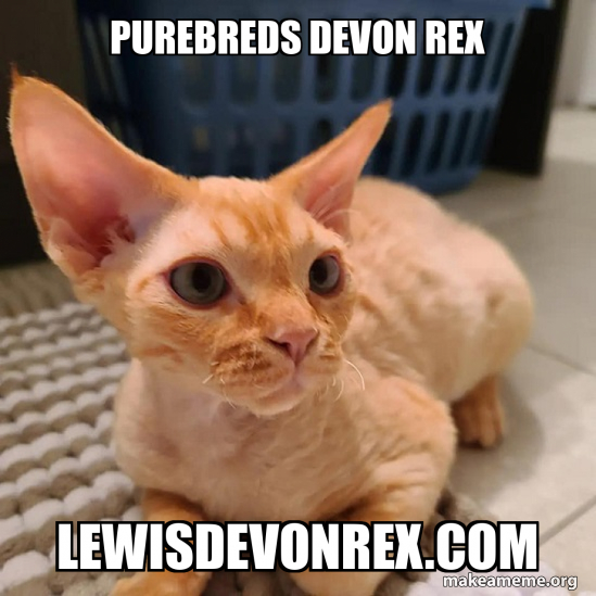 Purebreds Devon Rex lewisdevonrex.com Meme Generator