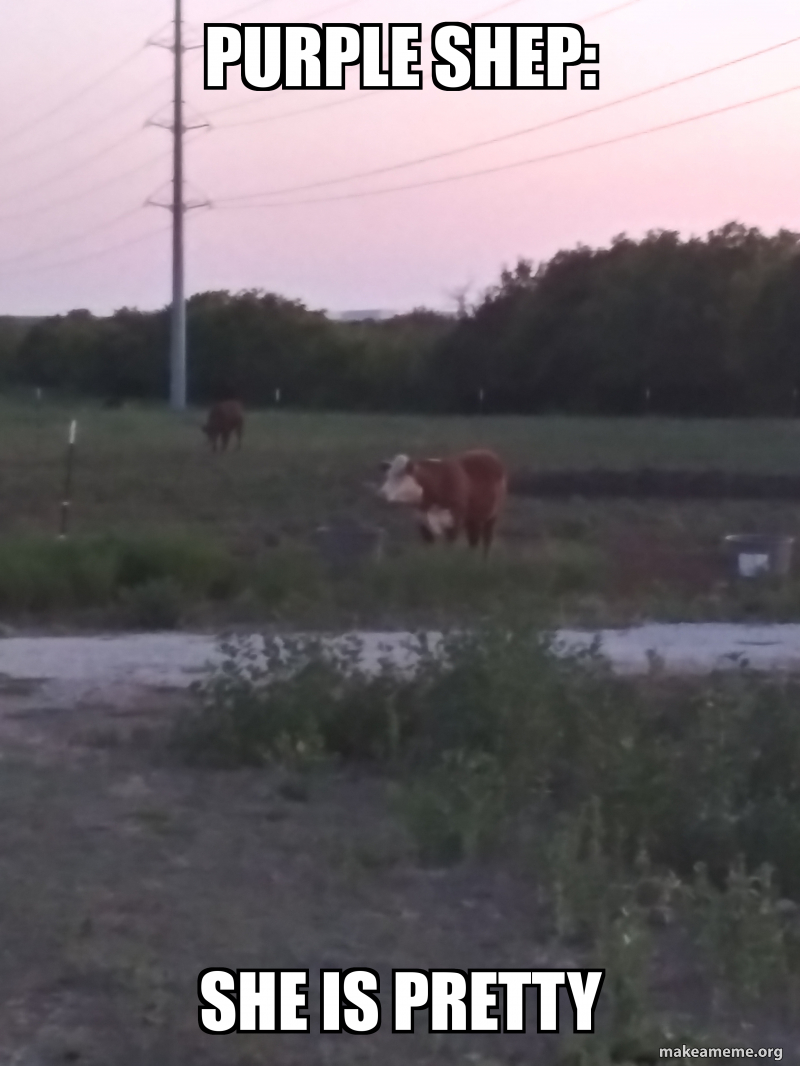 Purple shep: she is pretty Meme Generator