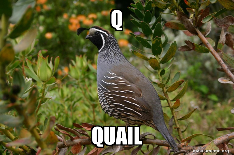 Q Quail Meme Generator