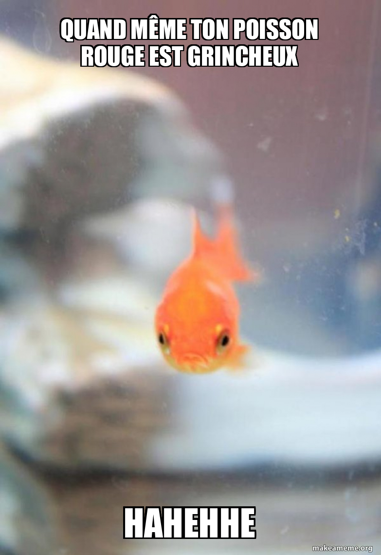 quand même ton poisson rouge est grincheux hahehhe - Grumpy Fish Meme ...