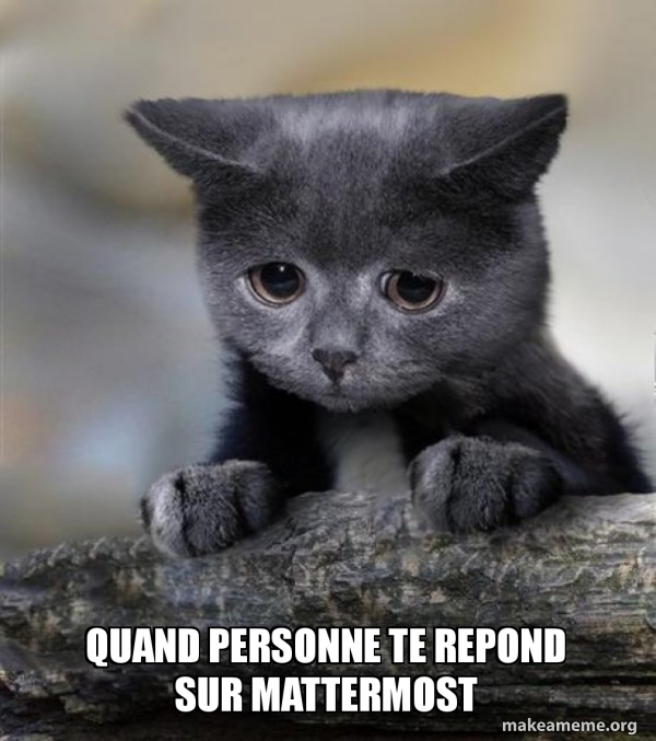 QUAND PERSONNE TE REPOND SUR MATTERMOST - Confession Cat Meme Generator