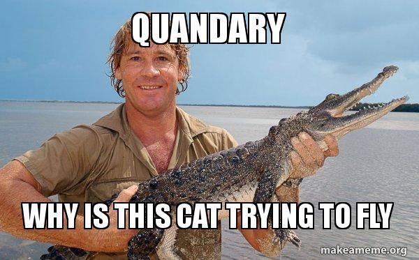 quandary why is this cat trying to fly - Steve irwin Meme Generator