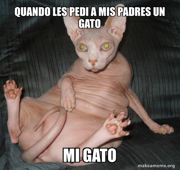 Quando les pedi a mis padres un gato mi gato - Hairless Cat Meme Generator