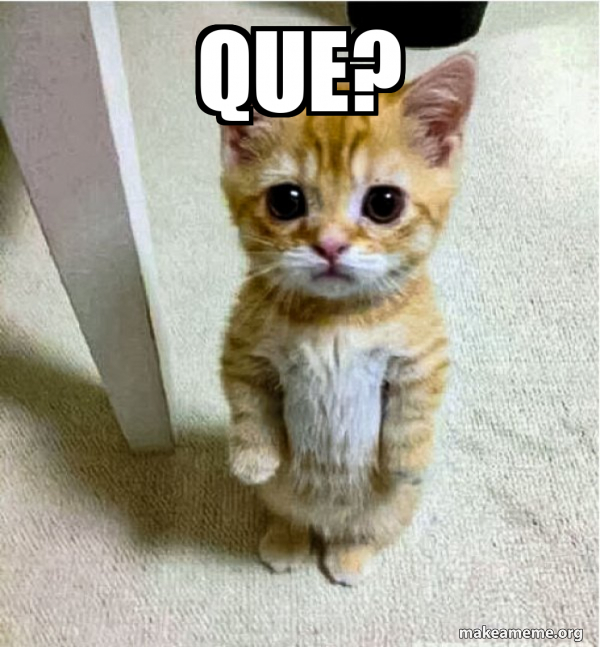 que? - Cute Cat Standing Meme Generator