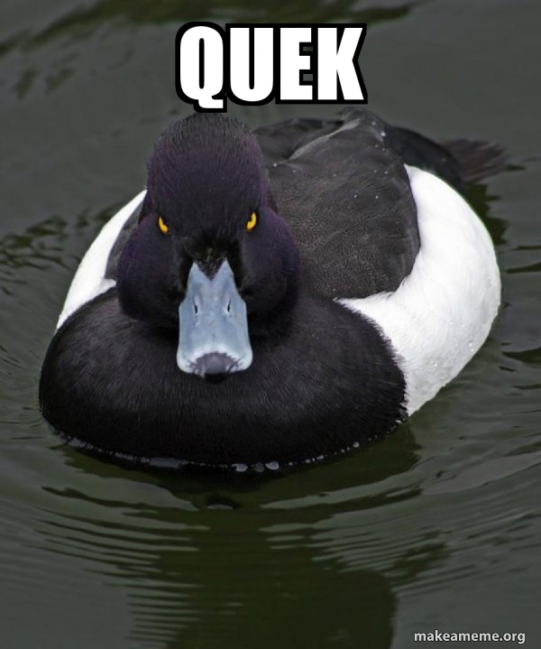 quek - Revenge Duck ( Angry Advice Duck ) Meme Generator