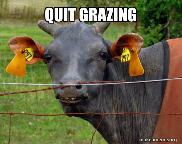 Quit grazing - Hairless Cow Meme Generator