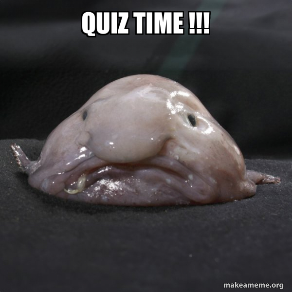 quiz time !!! - Blobfish Meme Generator