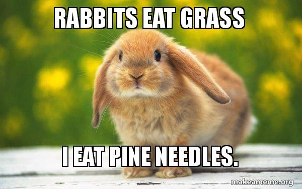 Rabbits eat grass I eat pine needles. - Regretful Rabbit Meme Generator