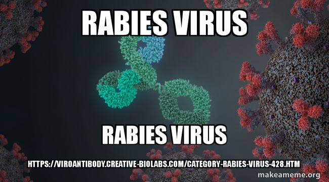 Rabies Virus Rabies Virus https://viroantibody.creative-biolabs.com ...