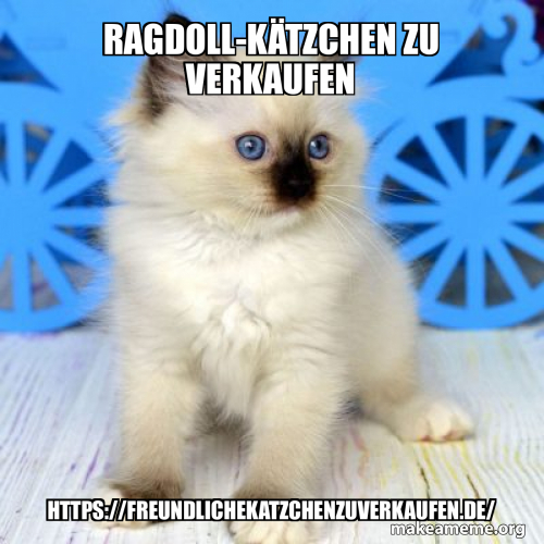 Ragdoll-Kätzchen zu verkaufen https://freundlichekatzchenzuverkaufen.de ...