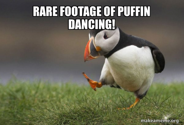 Rare footage of puffin dancing! - Unpopular Opinion Puffin | Make a Meme