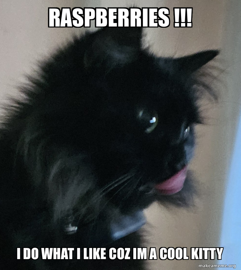RASPBERRIES !!! I DO WHAT I LIKE coz IM A COOL KITTY Meme Generator