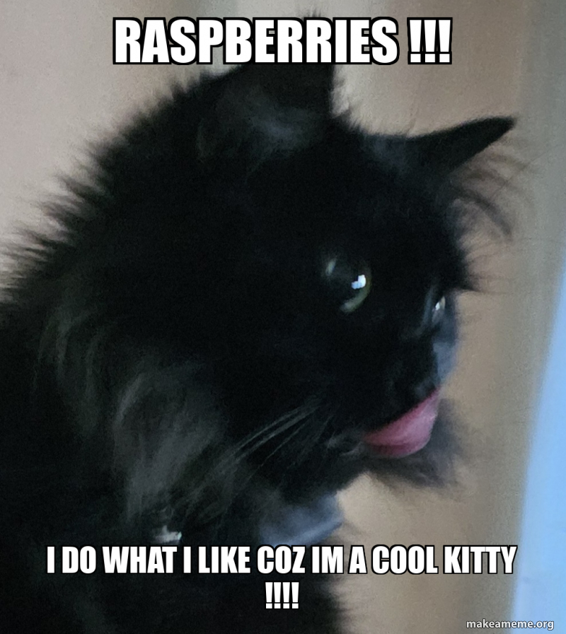 RASPBERRIES !!! I DO WHAT I LIKE coz IM A COOL KITTY !!!! Meme Generator