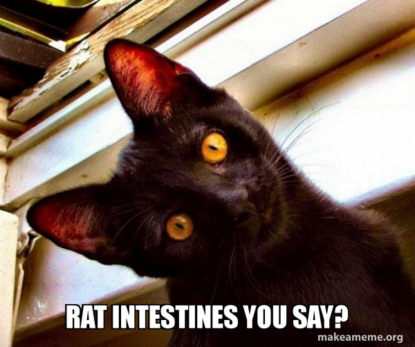 Rat intestines you say? - Overly Attached Cat | Make a Meme
