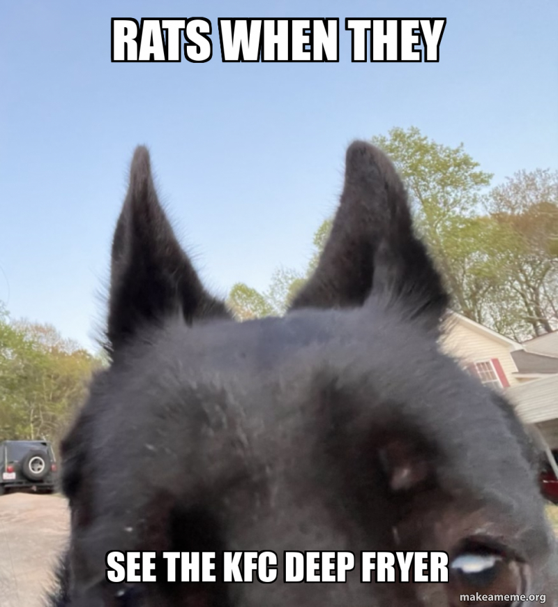 Rats when they See the kfc deep fryer Meme Generator