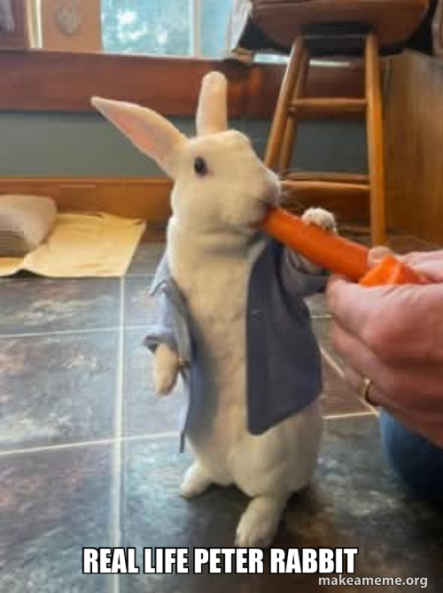 Real life Peter rabbit Meme Generator