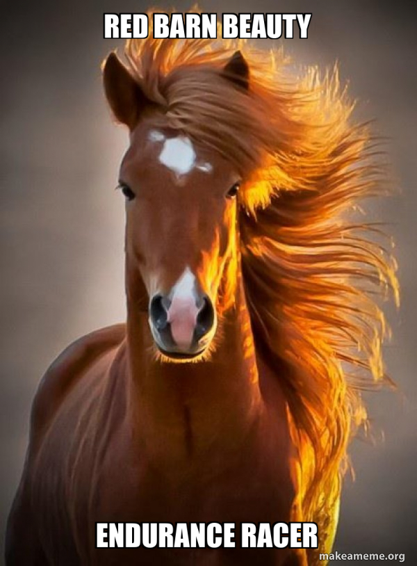 RED BARN BEAUTY ENDURANCE RACER - Ridiculously photogenic horse Meme ...