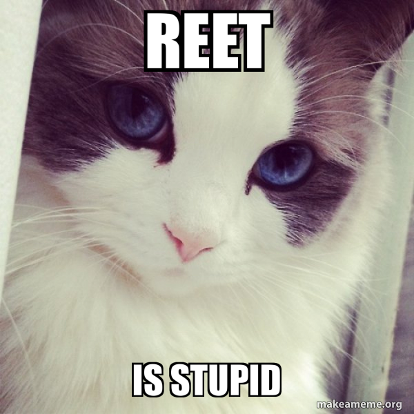 Reet IS Stupid - Ridiculously Photogenic Cat Meme Generator