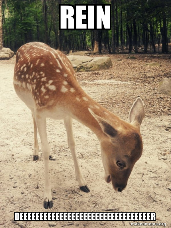 REIN DEEEEEEEEEEEEEEEEEEEEEEEEEEEEEEEEER - O M G Deer Meme Generator