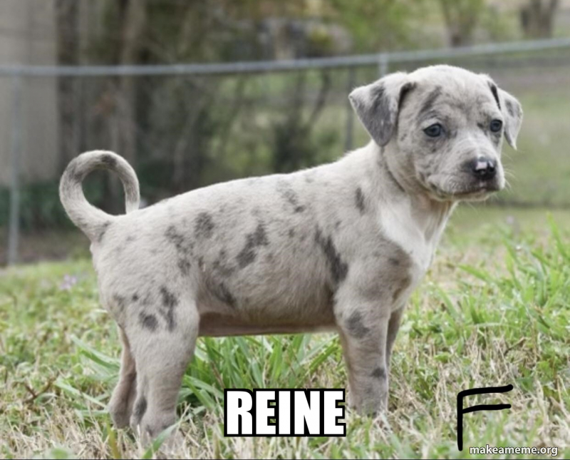 reine Meme Generator