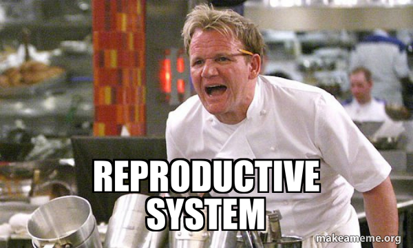 REPRODUCTIVE SYSTEM - Gordon Ramsay Hell's Kitchen Meme Generator