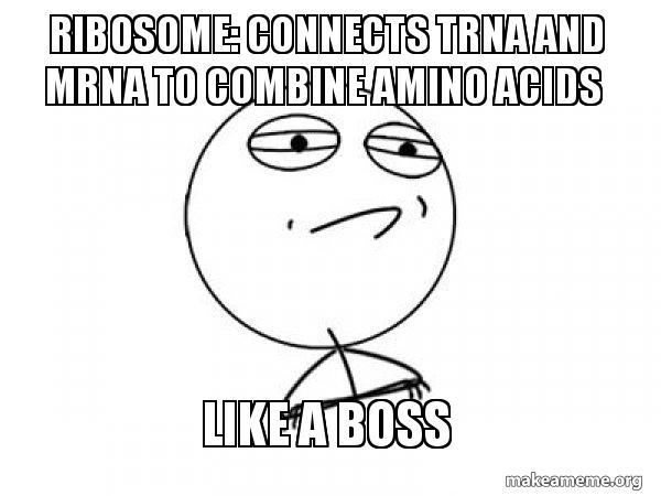 Amino Acid Memes Conserved Motifs Analysis Using The MEME (version