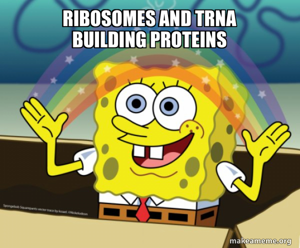 Ribosomes and tRNA building proteins - Rainbow SpongeBob Meme Generator