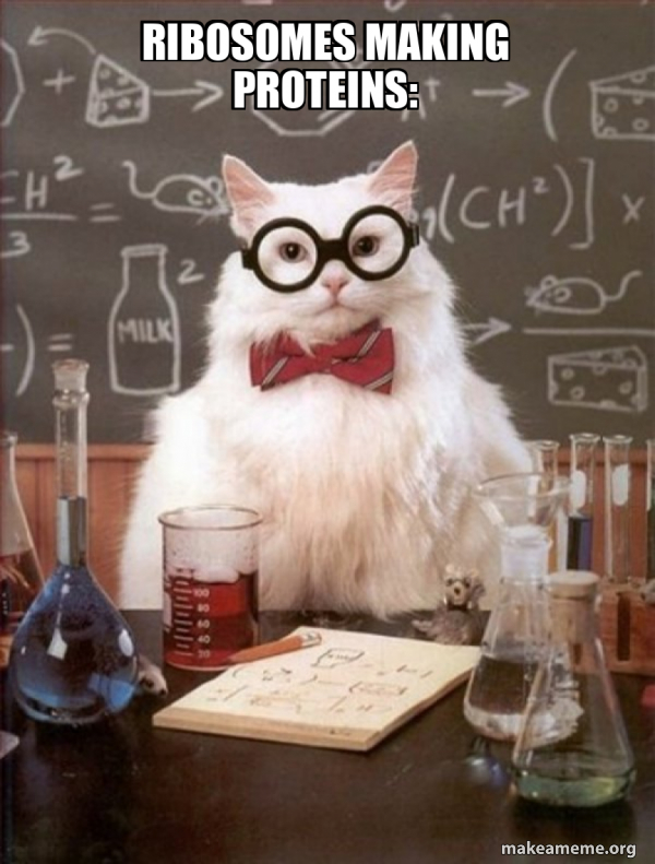 Ribosomes making proteins: - Chemistry Cat Meme Generator