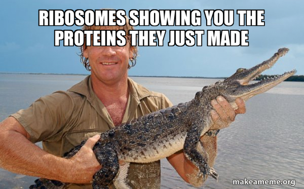 Ribosomes showing you the proteins they just made - Steve irwin Meme ...