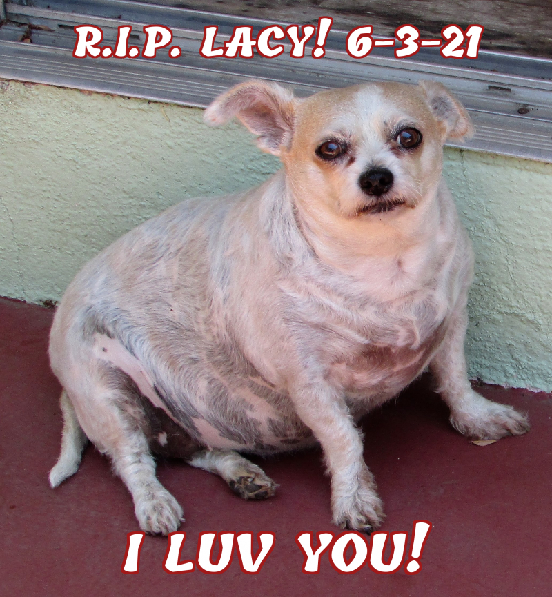 r.i.p. lacy! 6-3-21 i luv you! Meme Generator