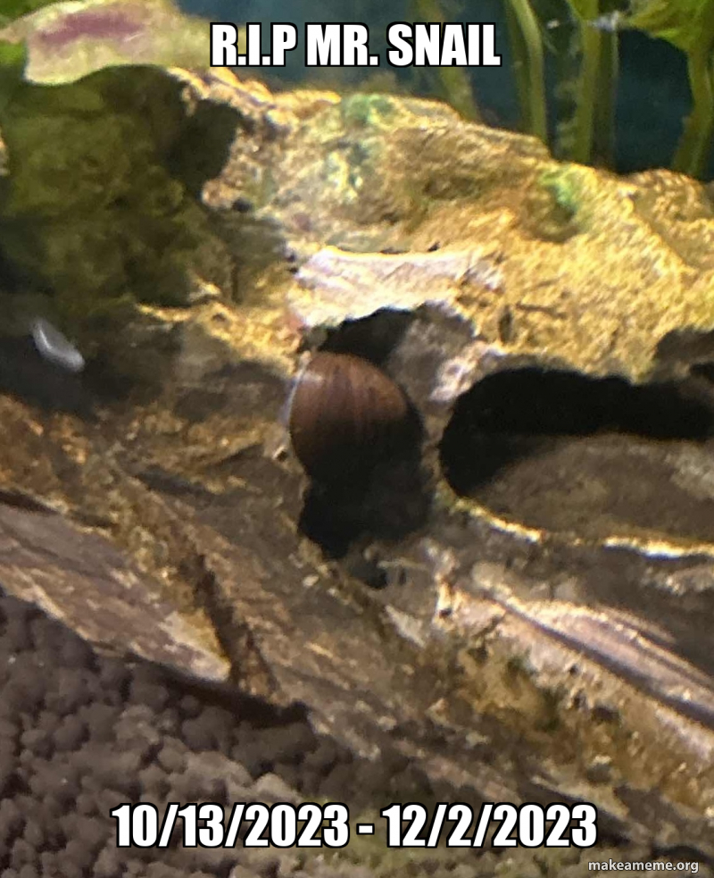 R.I.P MR. Snail 10/13/2023 - 12/2/2023 Meme Generator