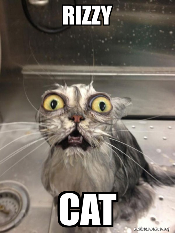 rizzy cat - Cat bath Meme Generator