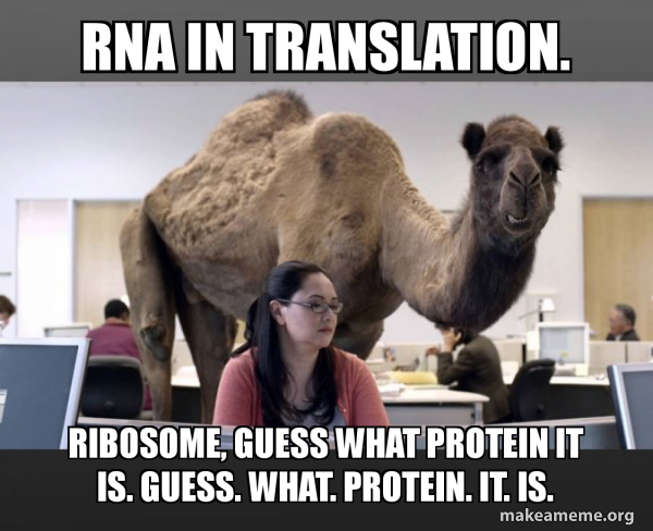 RNA in Translation. Ribosome, guess what protein it is. Guess. What ...