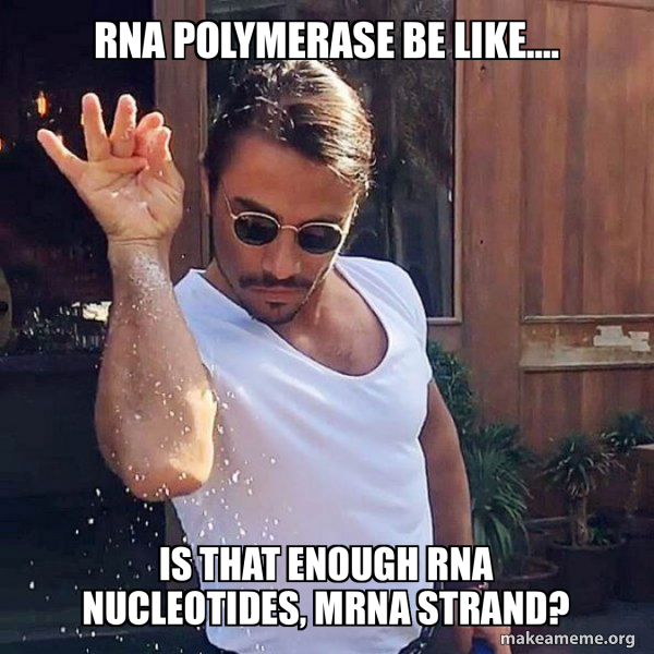 RNA POLYMERASE BE LIKE.... IS THAT ENOUGH RNA NUCLEOTIDES, MRNA STRAND ...