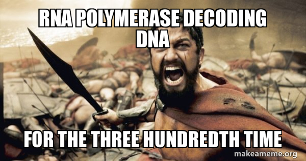 RNA polymerase decoding DNA for the three hundredth time - The 300 Meme ...