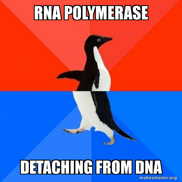 RNA polymerase Detaching from DNA - Socially Awesome Awkward Penguin ...