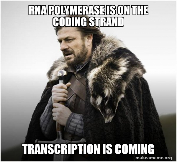 RNA polymerase is on the coding strand Transcription is coming - Brace ...