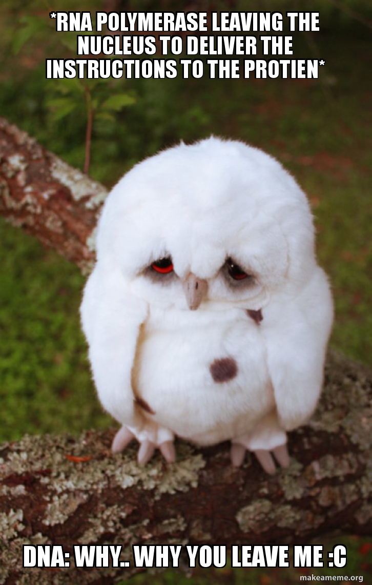 *RNA Polymerase leaving the nucleus to deliver the instructions to the ...