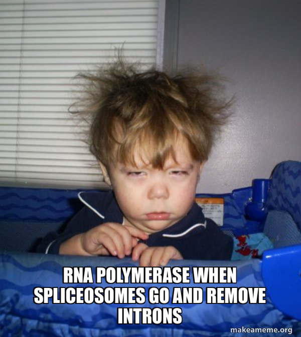 RNA polymerase when spliceosomes go and remove introns - Monday ...
