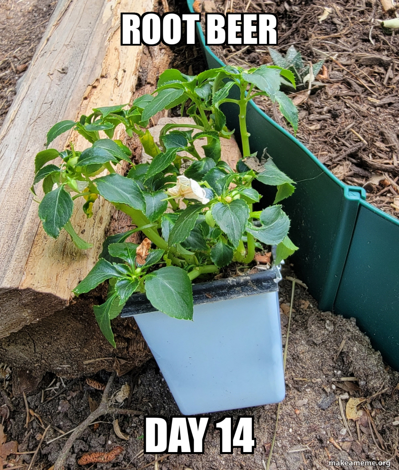ROOT BEER DAY 14 Meme Generator