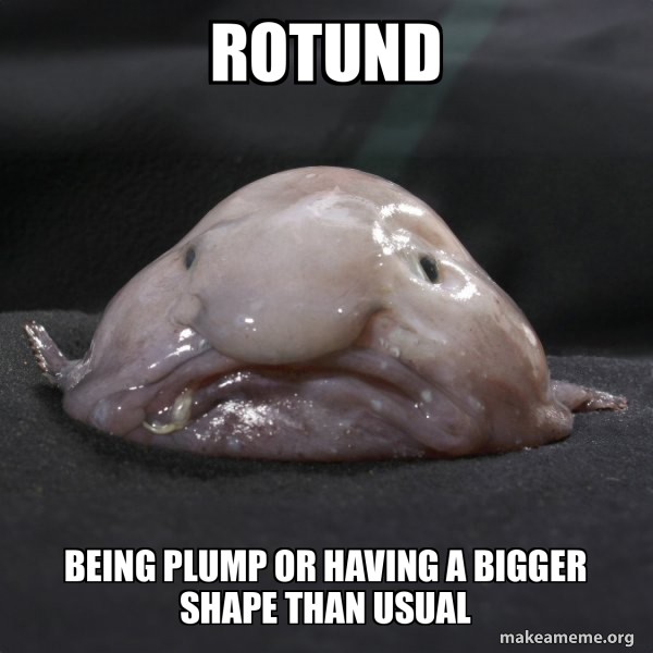 Rotund Being plump or having a bigger shape than usual - Blobfish Meme ...