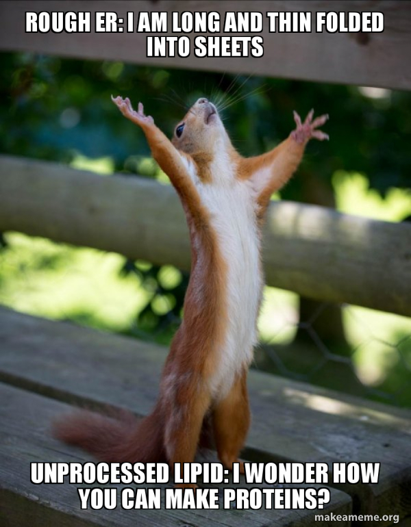 Rough ER: I am long and thin folded into sheets unprocessed lipid: I ...