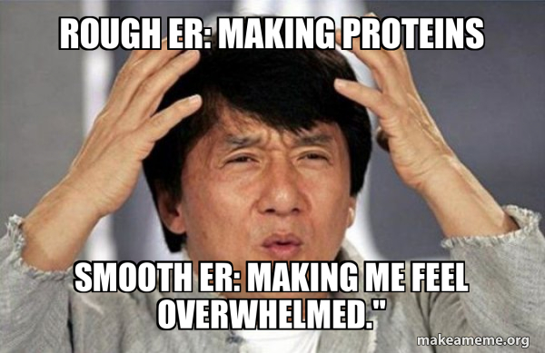 Rough ER: Making proteins Smooth ER: Making me feel overwhelmed ...