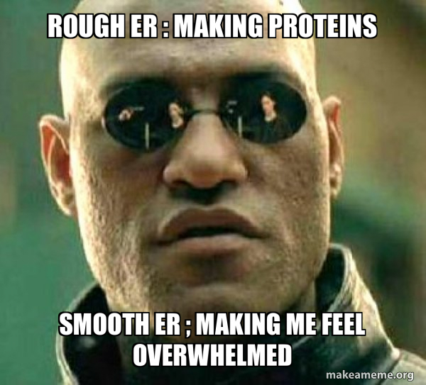 rough er : making proteins smooth er ; making me feel overwhelmed ...