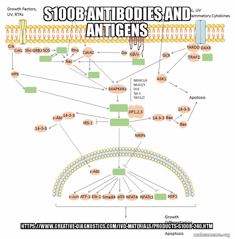 S100B Antibodies and Antigens https://www.creative-diagnostics.com/ivd ...